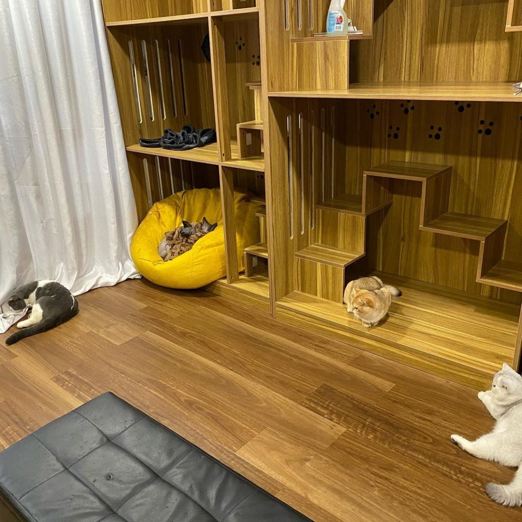 撸猫圣地🐈猫咪体验馆The Cat Place🐱现场沉浸吸猫，铲屎官们必报到 - 🇸🇬新加坡省钱皇后-皇后情报局